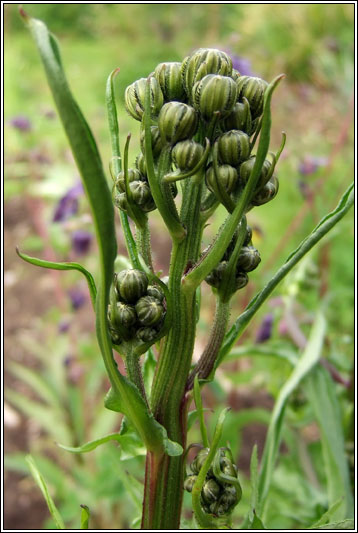 Crepis biennis - Alchetron, The Free Social Encyclopedia