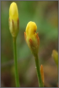 Irish Wildflowers - Yellow Centaury, Cicendia filiformis