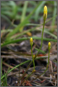 Irish Wildflowers - Yellow Centaury, Cicendia filiformis