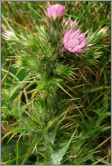 Irish Wildflowers - Slender Thistle, Carduus tenuiflorus