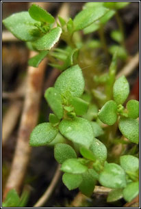 Irish Wildflowers - Chaffweed, Anagallis minima