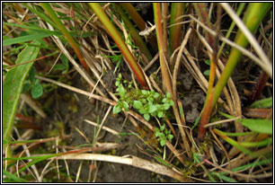 Irish Wildflowers - Chaffweed, Anagallis minima