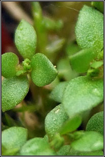 Irish Wildflowers - Chaffweed, Anagallis minima
