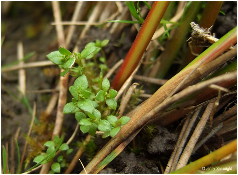 Irish Wildflowers - Chaffweed, Anagallis minima