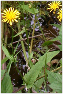Irish Wildflowers - Marsh Hawk's-beard, Crepis paludosa