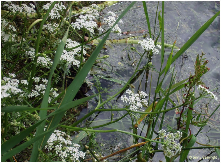 Irish Wildflowers - Fine-leaved Water-dropwort, Oenanthe aquatica