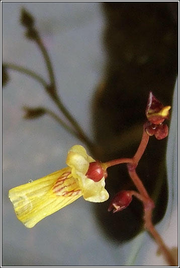 Irish Wildflowers - Lesser Bladderwort, Utricularia minor