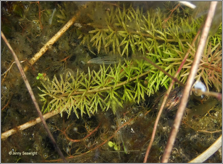 Irish Wildflowers - Lesser Bladderwort, Utricularia minor