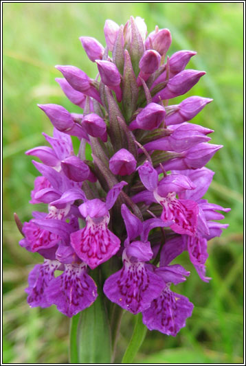 Irish Wildflowers - Northern Marsh-orchid, Dactylorhiza purpurella