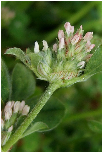 Irish Wildflowers - Knotted Clover / Soft Clover, Trifolium striatum