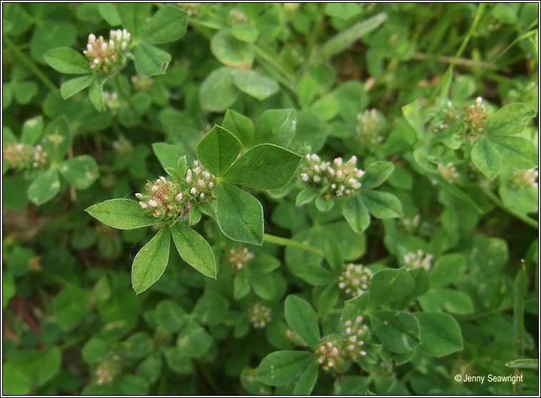 Irish Wildflowers - Knotted Clover / Soft Clover, Trifolium striatum