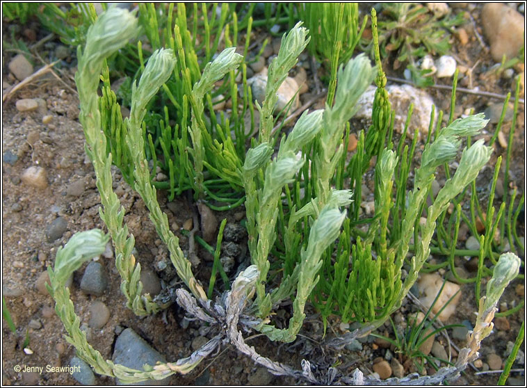 Irish Wildflowers - Common Cudweed, Filago vulgaris