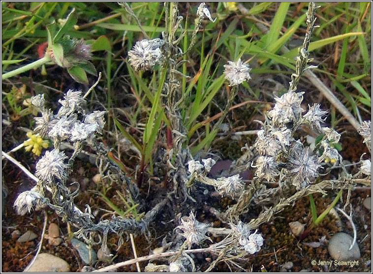Irish Wildflowers - Common Cudweed, Filago vulgaris