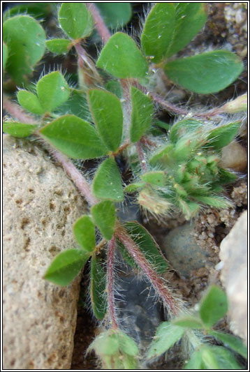 Irish Wildflowers - Hairy Bird's-foot-trefoil, Lotus subbiflorus