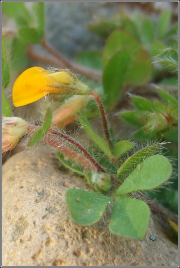 Irish Wildflowers - Hairy Bird's-foot-trefoil, Lotus subbiflorus