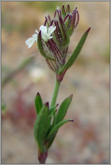 Irish Wildflowers - Small-flowered Catchfly, Silene gallica