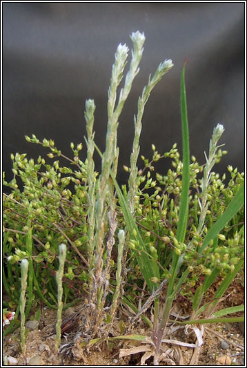 Irish Wildflowers - Small Cudweed, Filago minima
