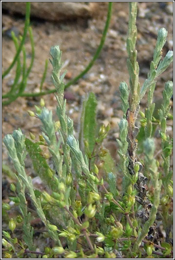 Irish Wildflowers - Small Cudweed, Filago minima