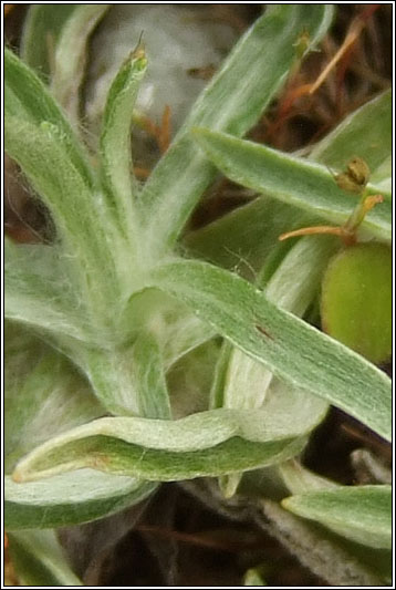 Irish Wildflowers - Heath / Wood Cudweed, Gnaphalium sylvaticum