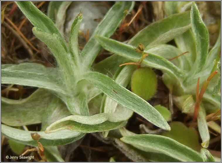 Irish Wildflowers - Heath / Wood Cudweed, Gnaphalium sylvaticum