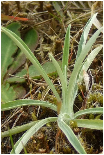 Irish Wildflowers - Heath / Wood Cudweed, Gnaphalium sylvaticum