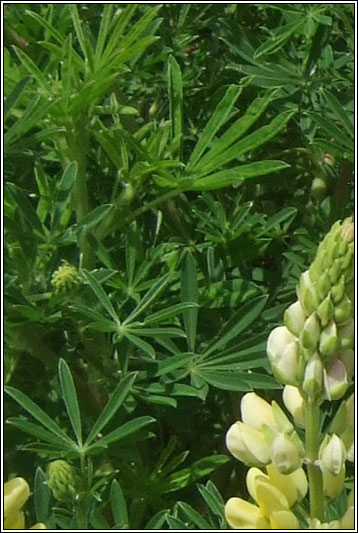 Irish Wildflowers - Tree Lupin, Lupinus arboreus