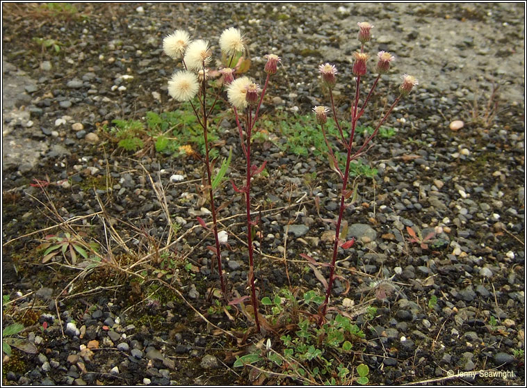 Irish Wildflowers - Blue Fleabane, Erigeron acris