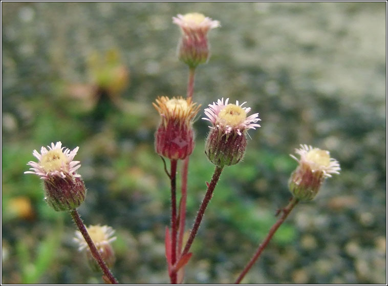 Irish Wildflowers - Blue Fleabane, Erigeron acris