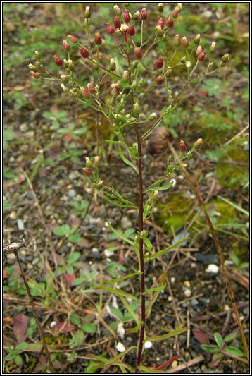Irish Wildflowers - Bilbao Fleabane x Blue Fleabane, Conyza bilbaona x ...