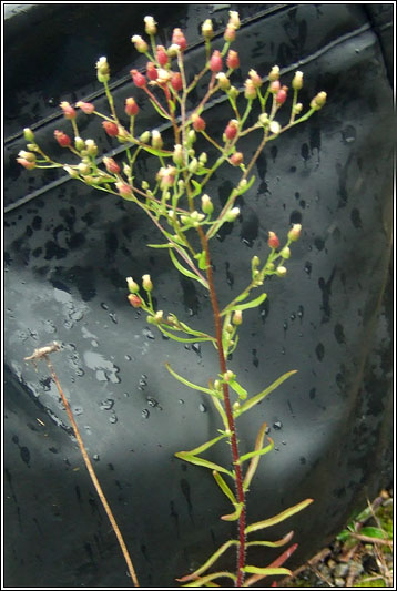 Irish Wildflowers - Bilbao Fleabane x Blue Fleabane, Conyza bilbaona x ...