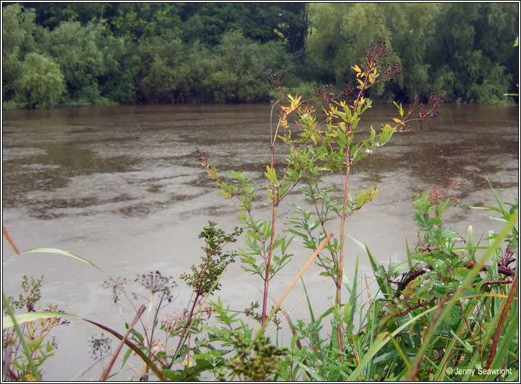 Irish Wildflowers - Common Meadow-rue, Thalictrum flavum
