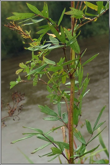 Irish Wildflowers - Common Meadow-rue, Thalictrum flavum