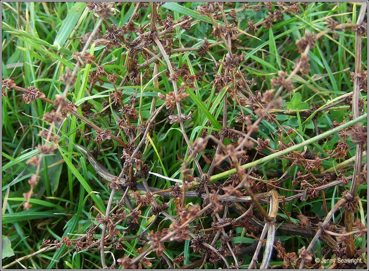 Irish Wildflowers - Fiddle Dock, Rumex pulcher