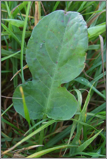Irish Wildflowers - Fiddle Dock, Rumex pulcher