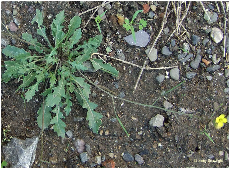 Irish Wildflowers - Annual Wall-rocket, Diplotaxis muralis