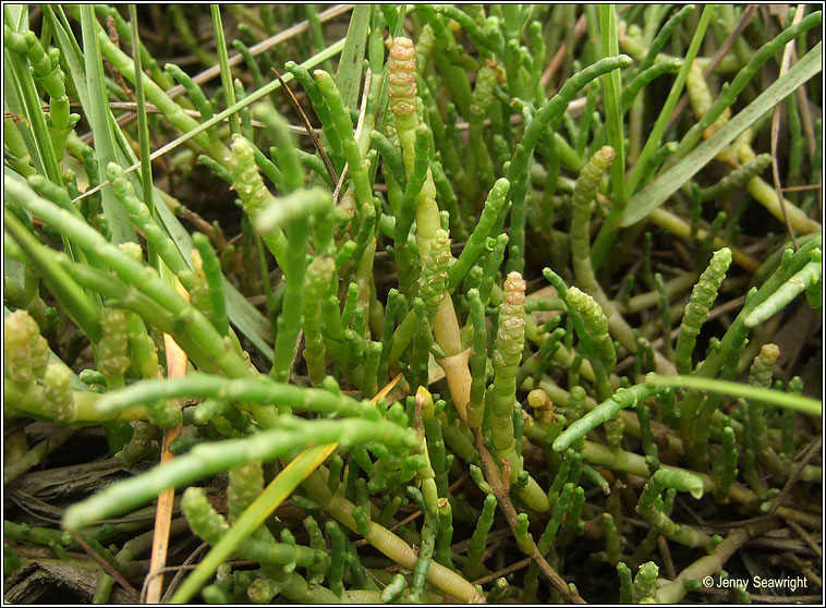 Irish Wildflowers - Perennial Glasswort, Sarcocornia perennis