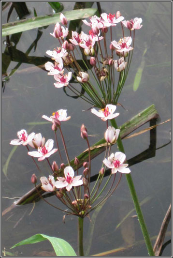 Irish Wildflowers - Flowering Rush, Butomus umbellatus
