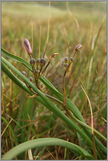 Irish Wildflowers - Kerry Lily, Simethis planifolia