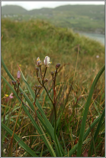 Irish Wildflowers - Kerry Lily, Simethis planifolia
