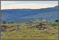 Irish Wildflowers - Heath and Bogland