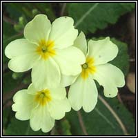 Irish Wildflowers - Primrose