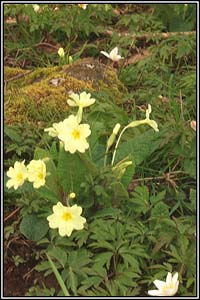 Irish Wildflowers - Primrose