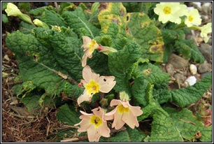 Irish Wildflowers - Primrose