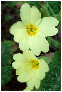 Irish Wildflowers - Primrose
