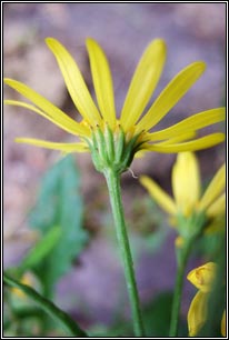 Irish Wildflowers - Marsh Ragwort