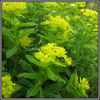 Irish Wildflowers - Irish Spurge