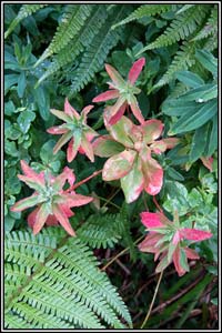 Irish Wildflowers - Irish Spurge