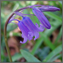 Irish Wildflowers - Bluebell