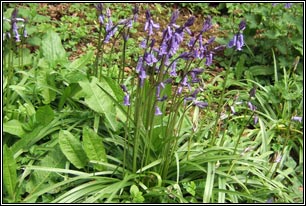 Irish Wildflowers - Bluebell