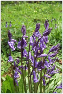 Irish Wildflowers - Bluebell